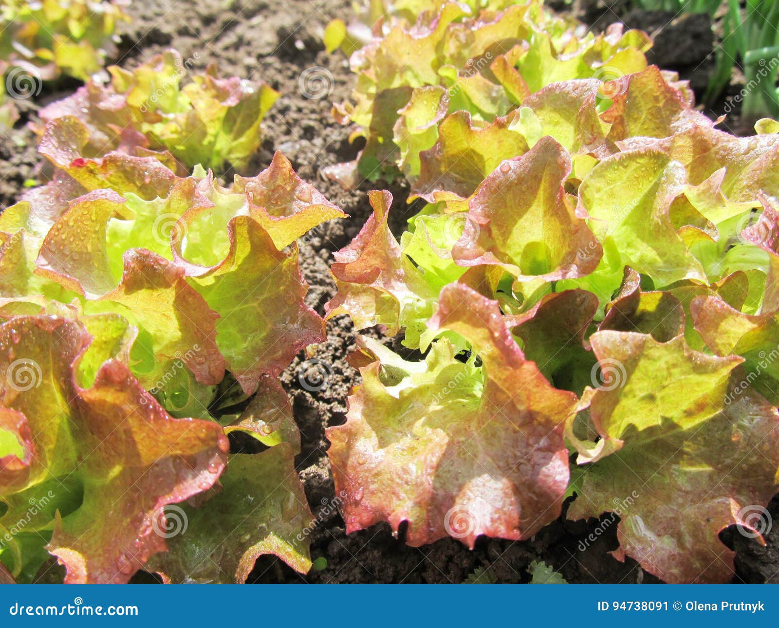 Green Lettuce in a Kitchen Garden. Stock Image - Image of vegetable ...