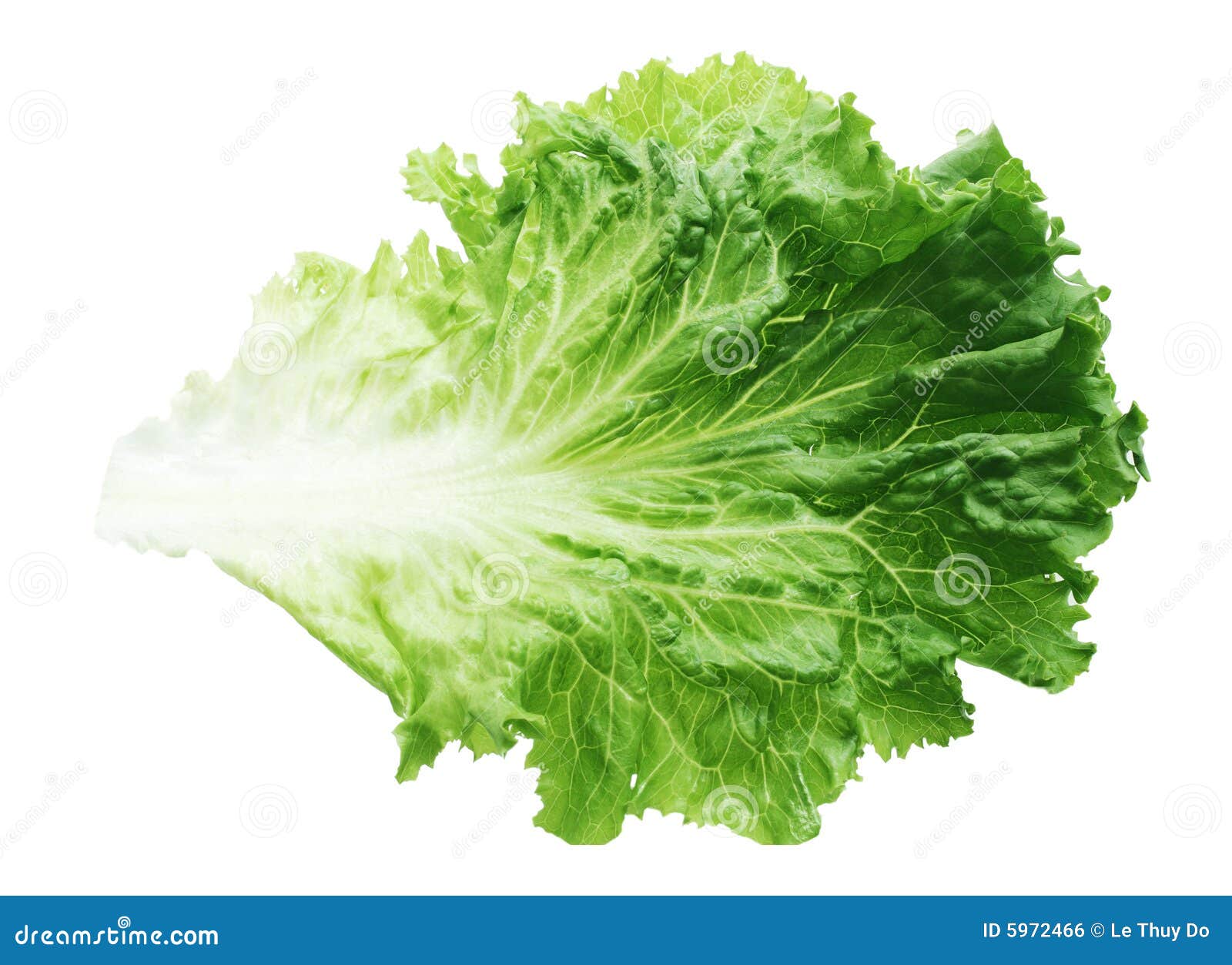 Lettuce Leaf Under Light Microscope Stock Photo | CartoonDealer.com ...
