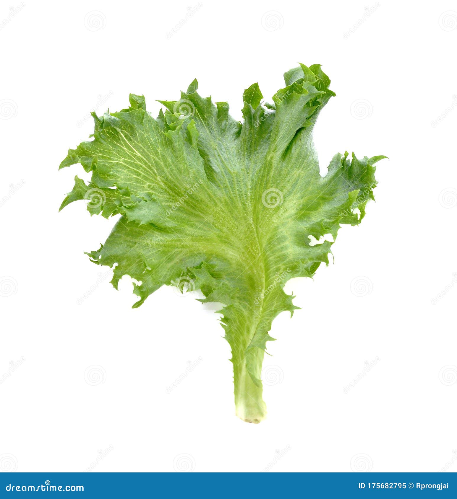 Green Lettuce Leaf Isolated on White Stock Image - Image of agriculture ...