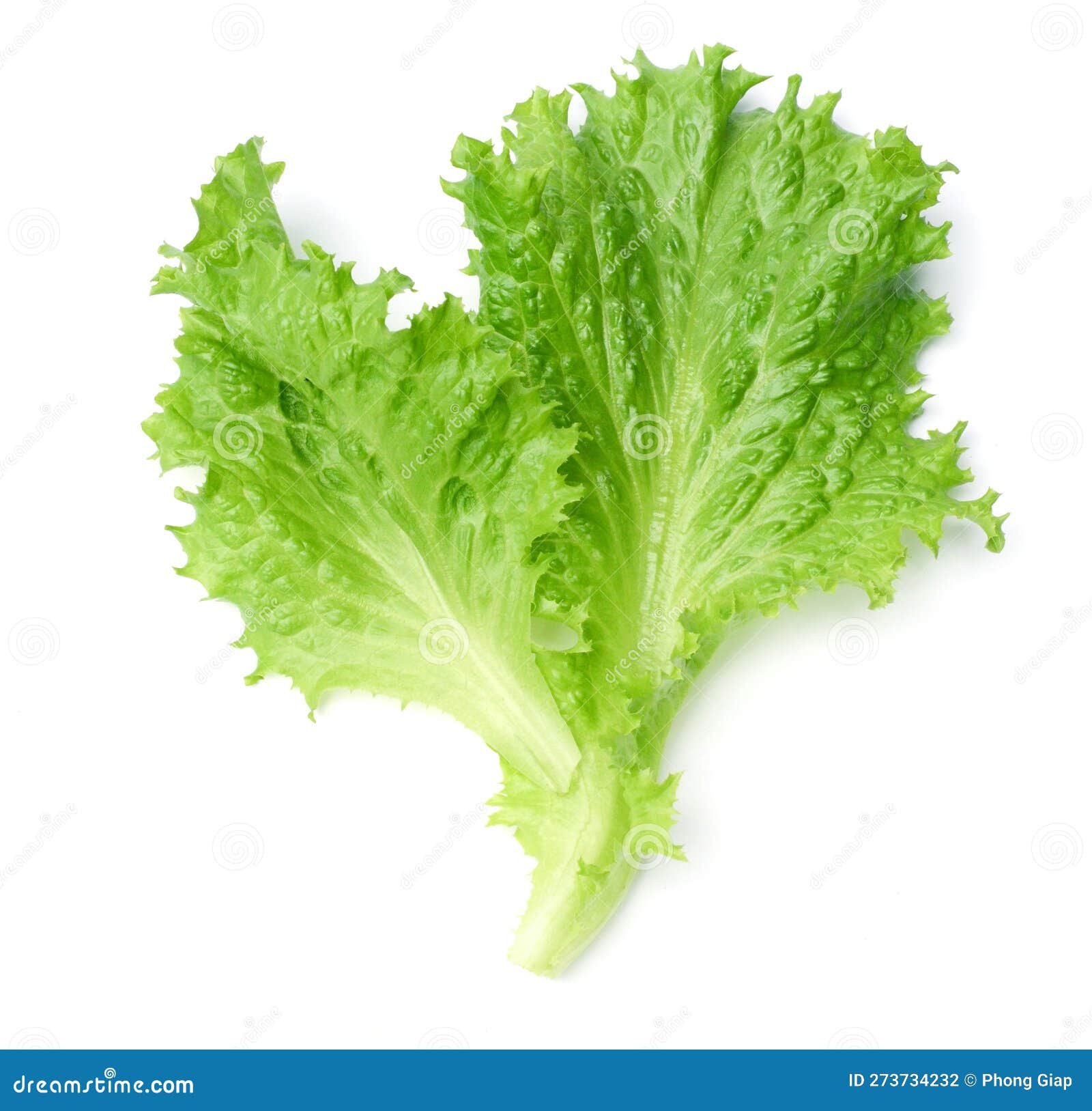 Green Lettuce Leaf stock photo. Image of single, food - 273734232