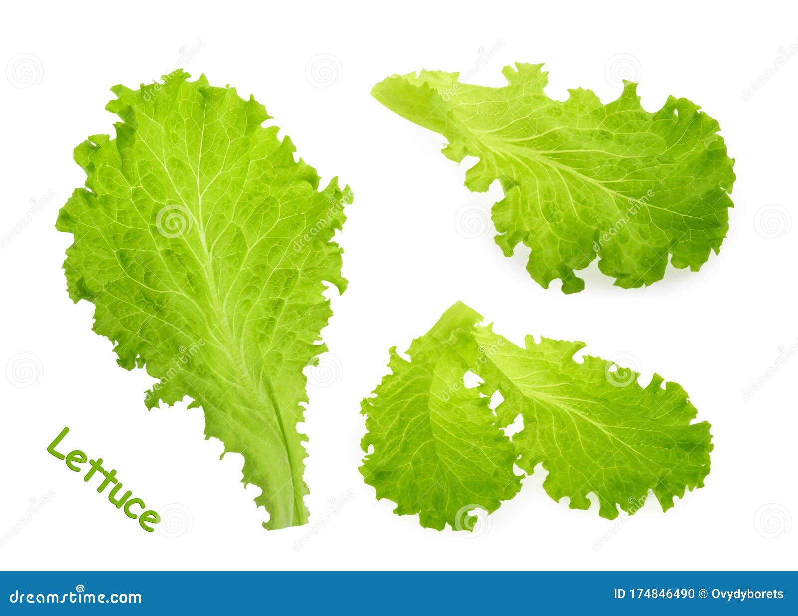 Lettuce Leaves Isolated On White Background Royalty-Free Stock Photo ...