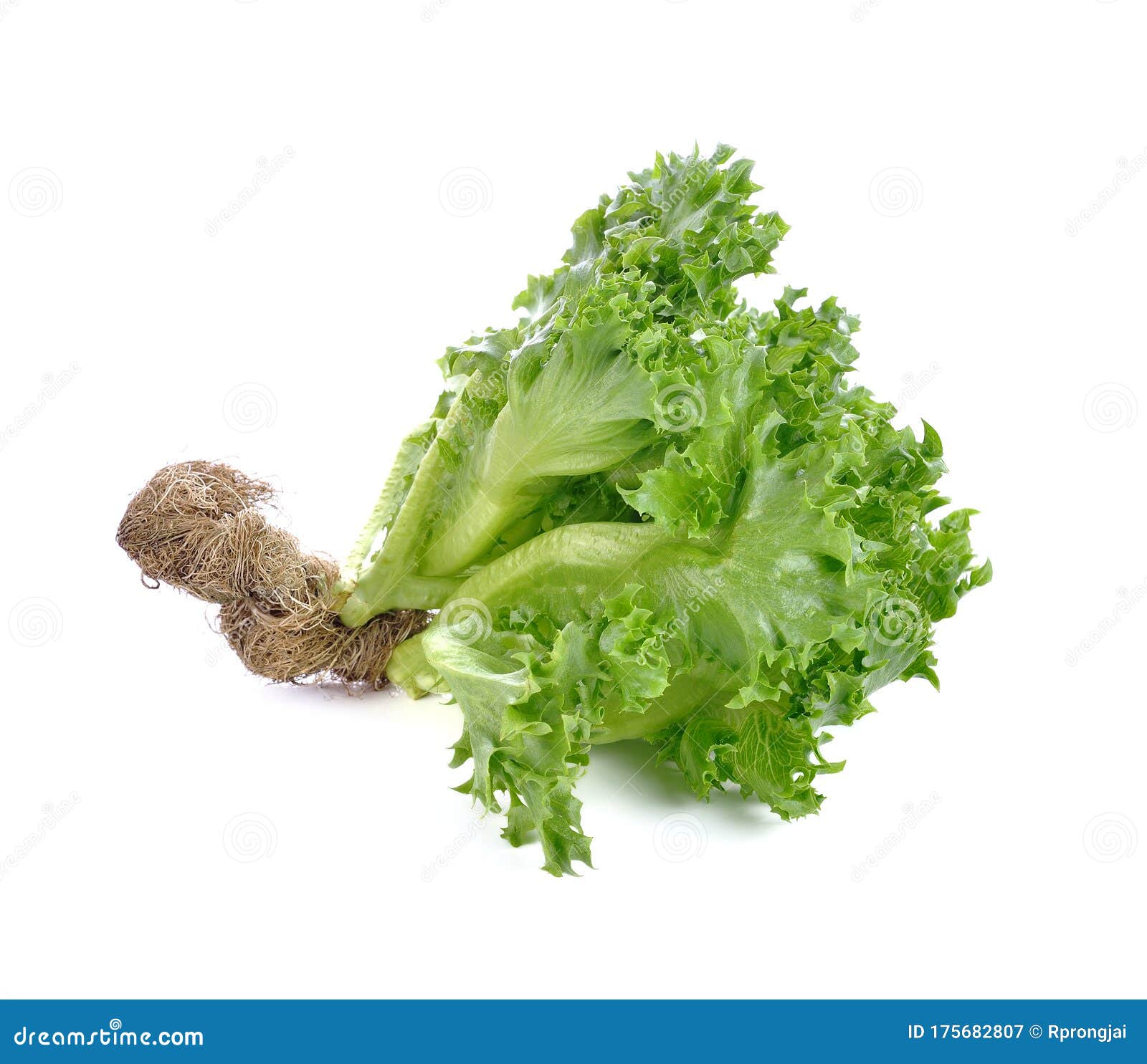 Green Lettuce with Root Isolated on White Stock Image - Image of root ...