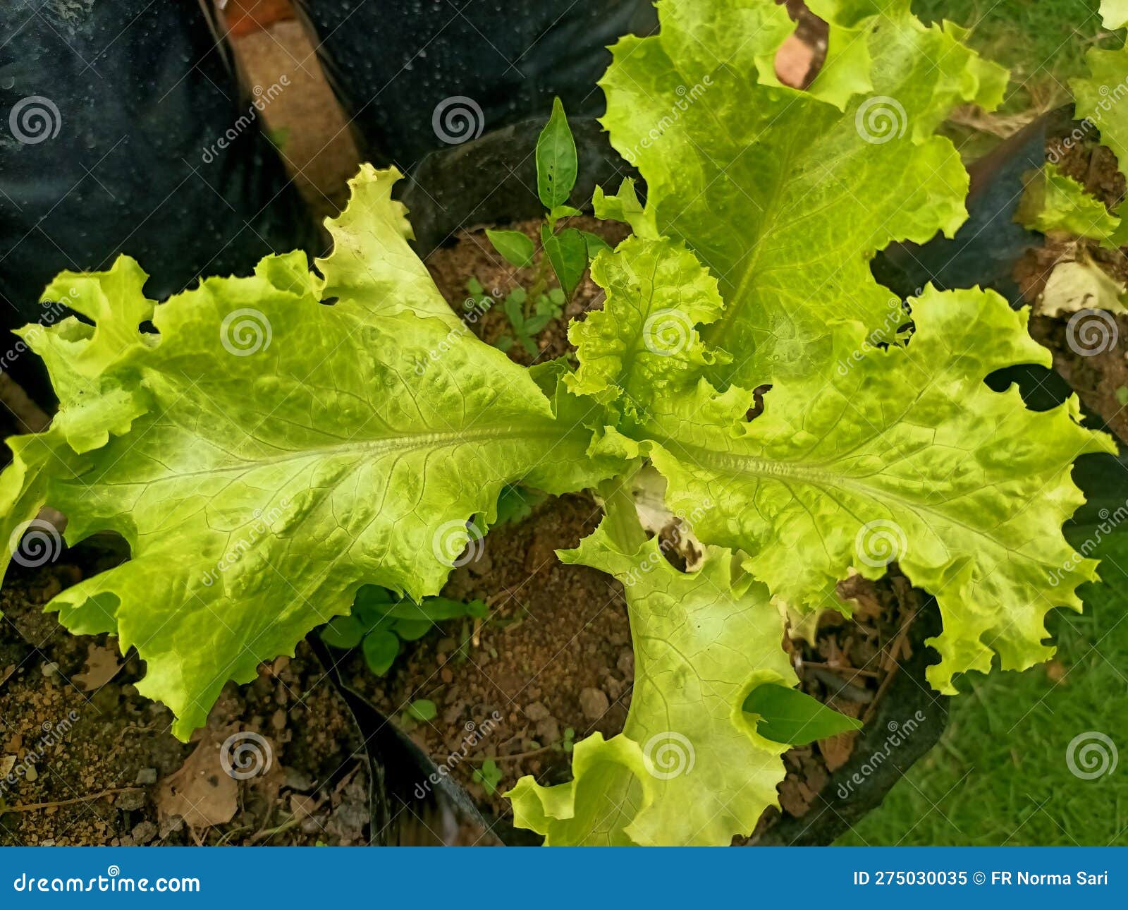 Green Lettuce Tree Natural Vegetable Indonesian Flora Stock Image ...