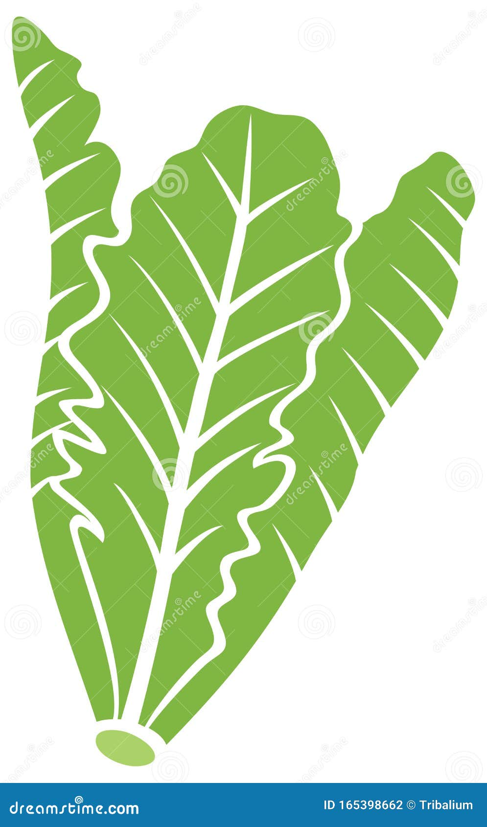 Green lettuce vector icon stock illustration. Illustration of lifestyle ...