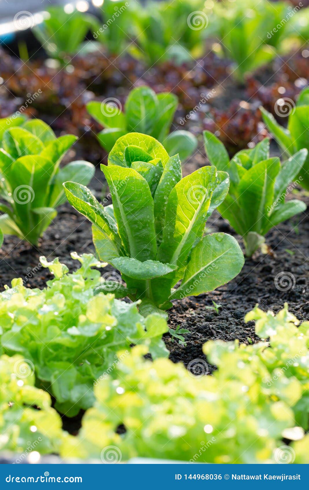Green Lettuce in the Vegetable Plot Stock Photo - Image of health ...