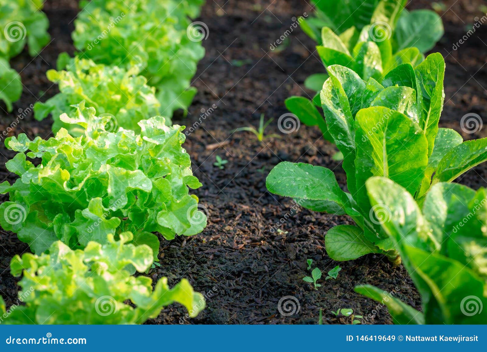 Green Lettuce in the Vegetable Plot Stock Image - Image of copy, salad ...