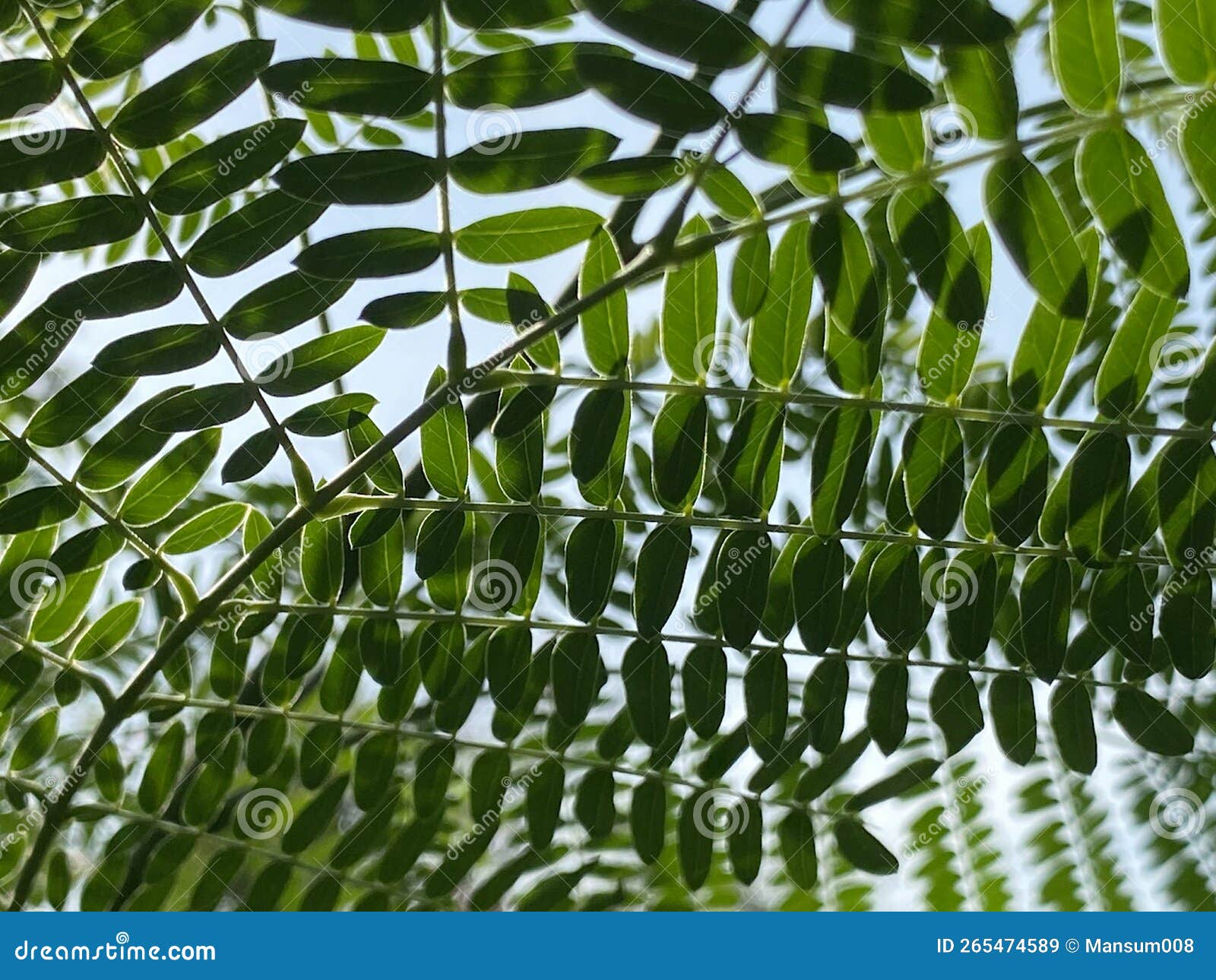 Green Leucaena Glauca Leaves on a Branch Stock Image - Image of acacia ...