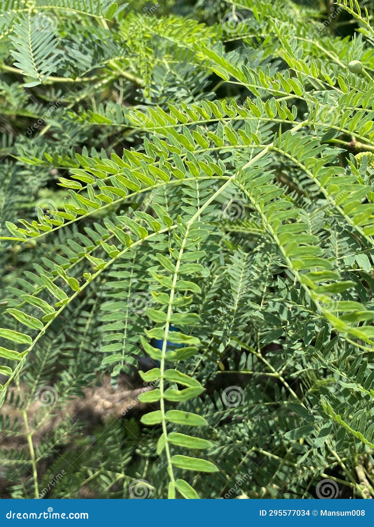 Green Leucaena Leucocephala Leaves in the Garden Stock Photo - Image of ...