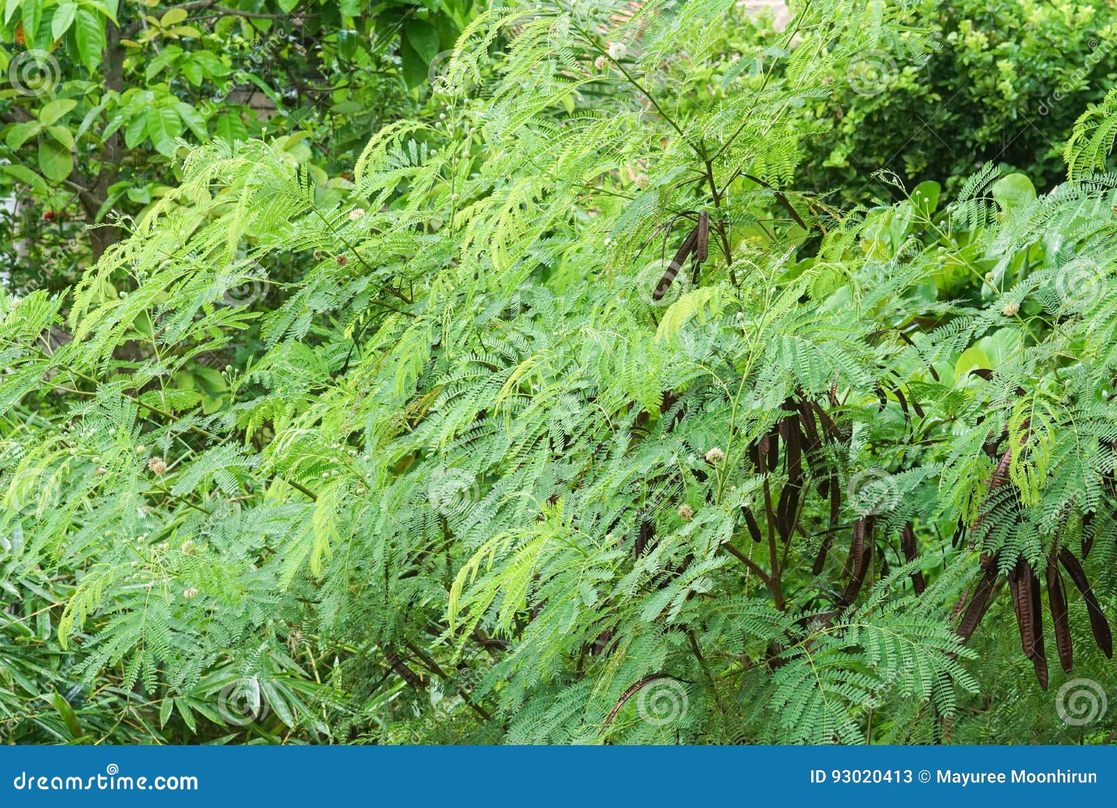 Green Leucaena Leucocephala Tree in the Jungle Stock Image - Image of ...