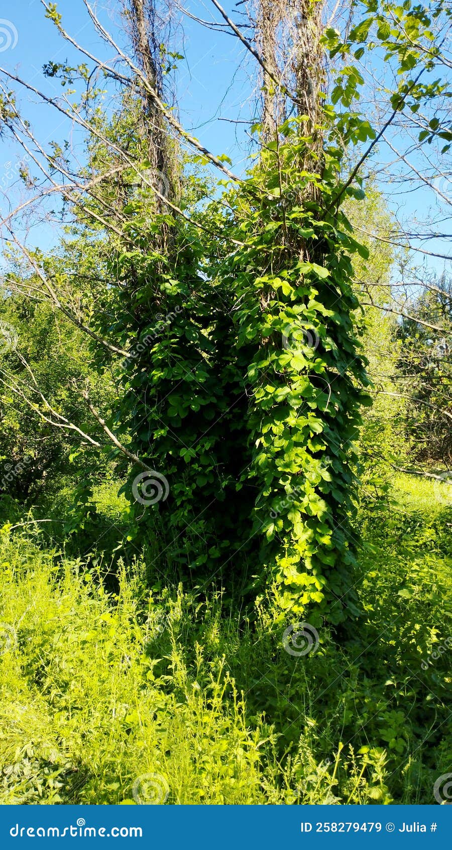 Green Liana in the forest stock image. Image of branch - 258279479