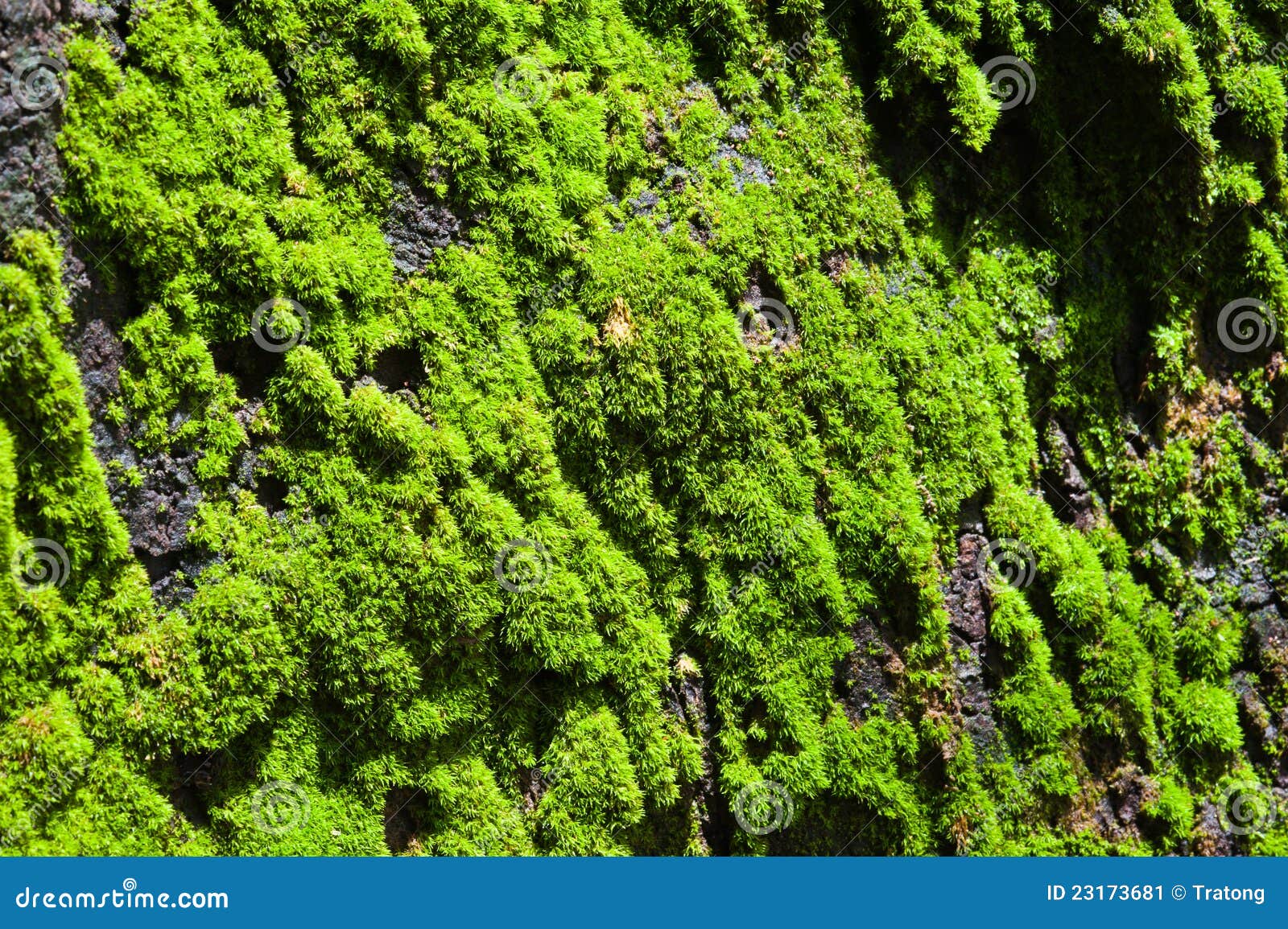Green Lichen Stock Image - Image: 23173681