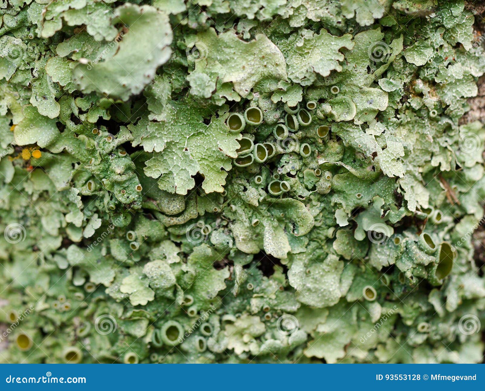 Green lichen background stock photo. Image of environment - 93553128
