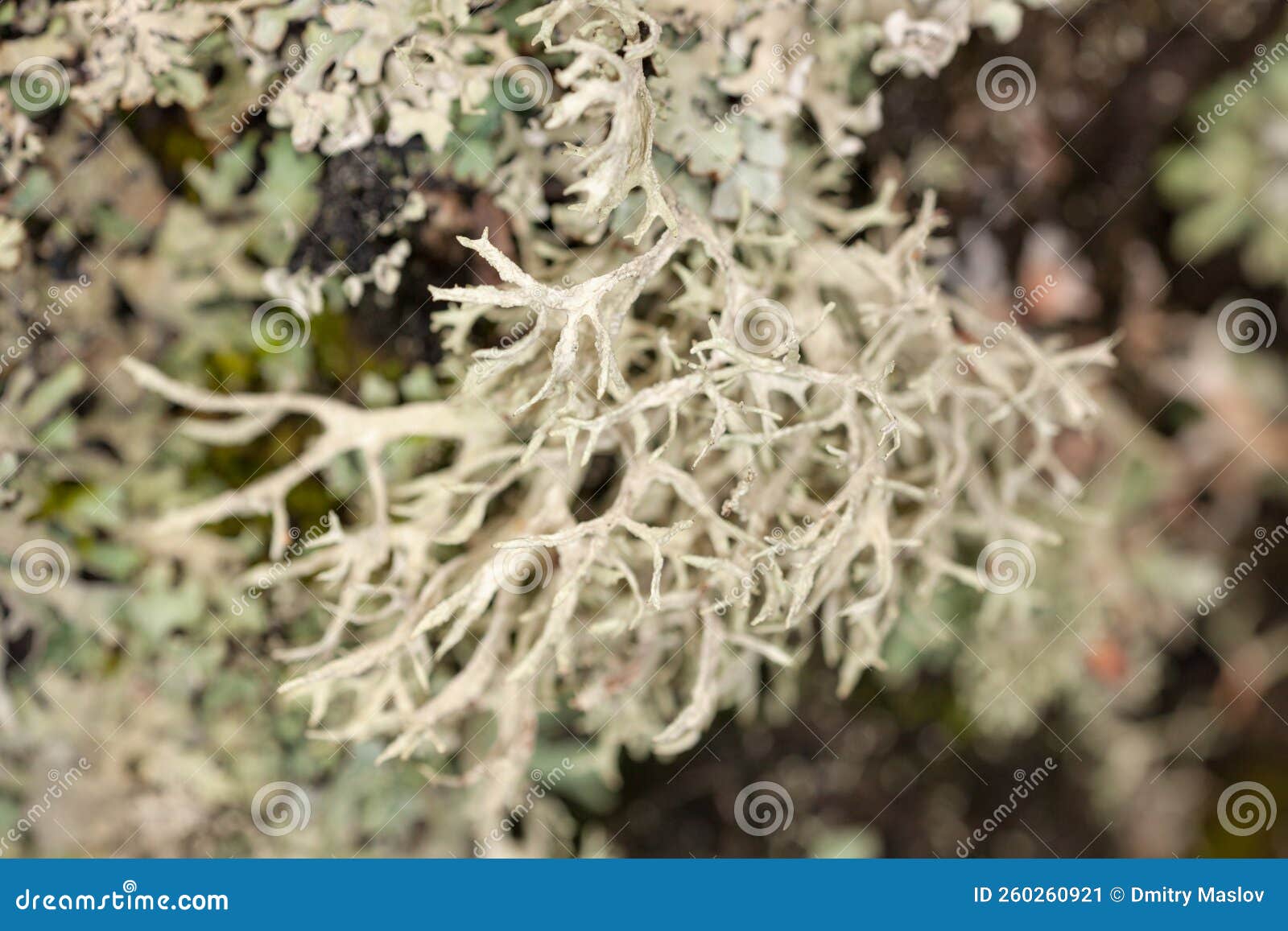 Green lichen close up stock image. Image of green, closeup - 260260921