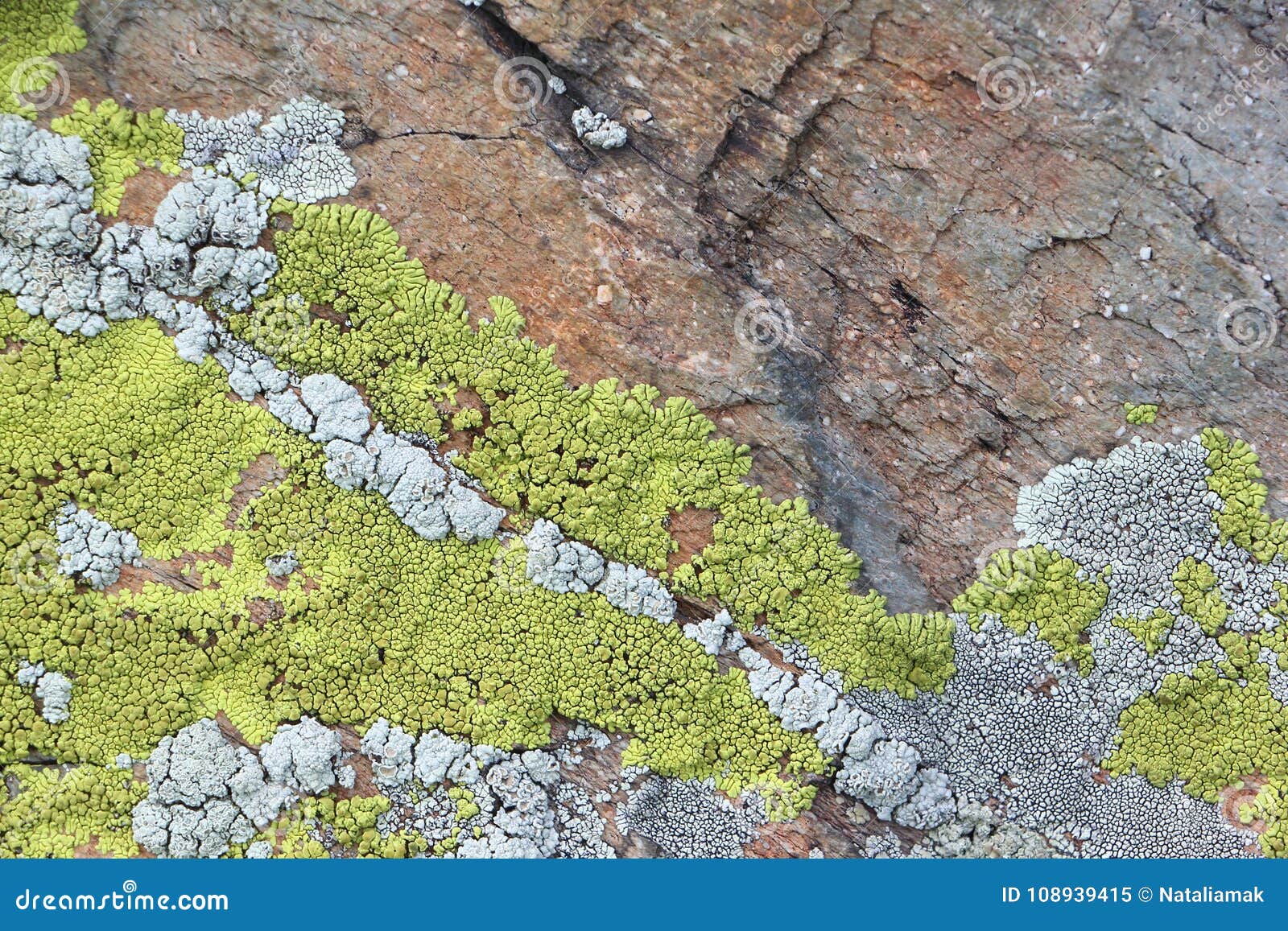 Green Lichen Growing on a Tree Trunk Stock Image - Image of lichen ...