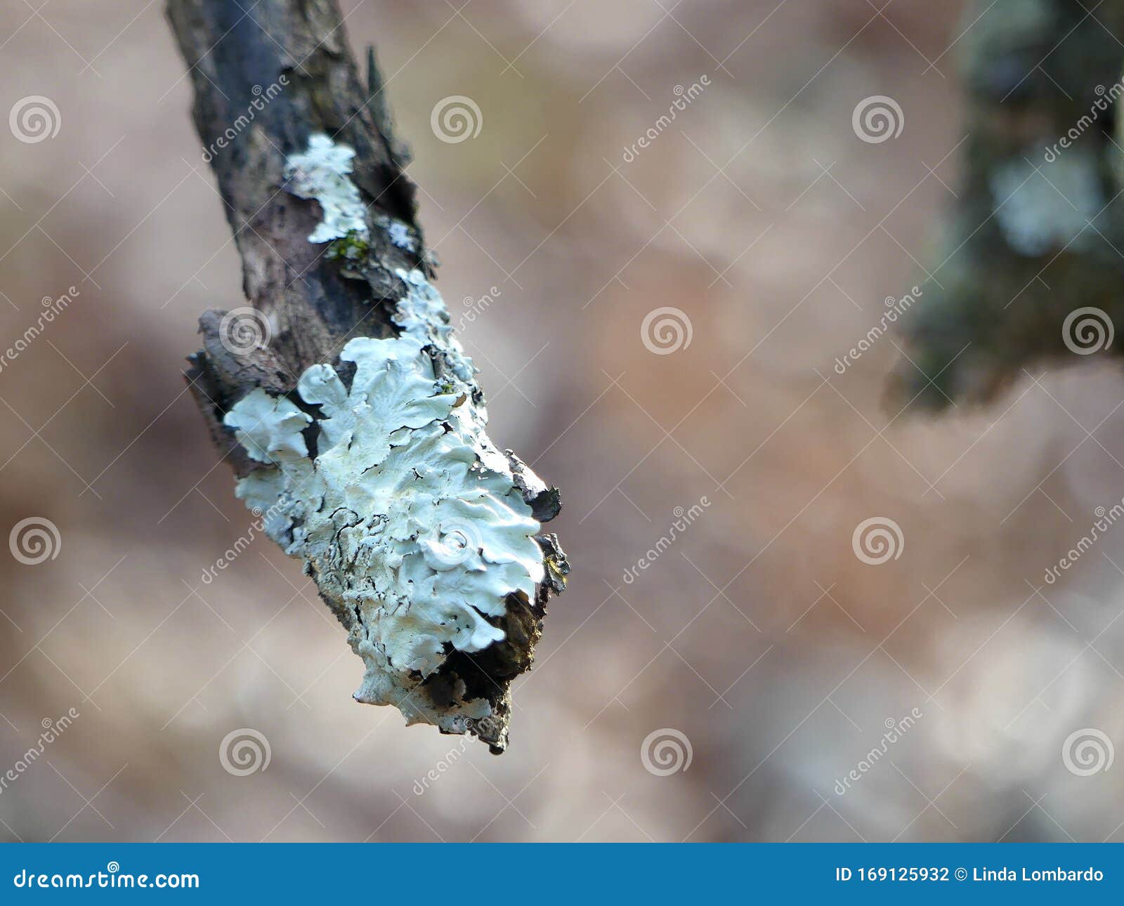 Lichen Growing on the Tip of a Tree Branch Stock Photo - Image of ...