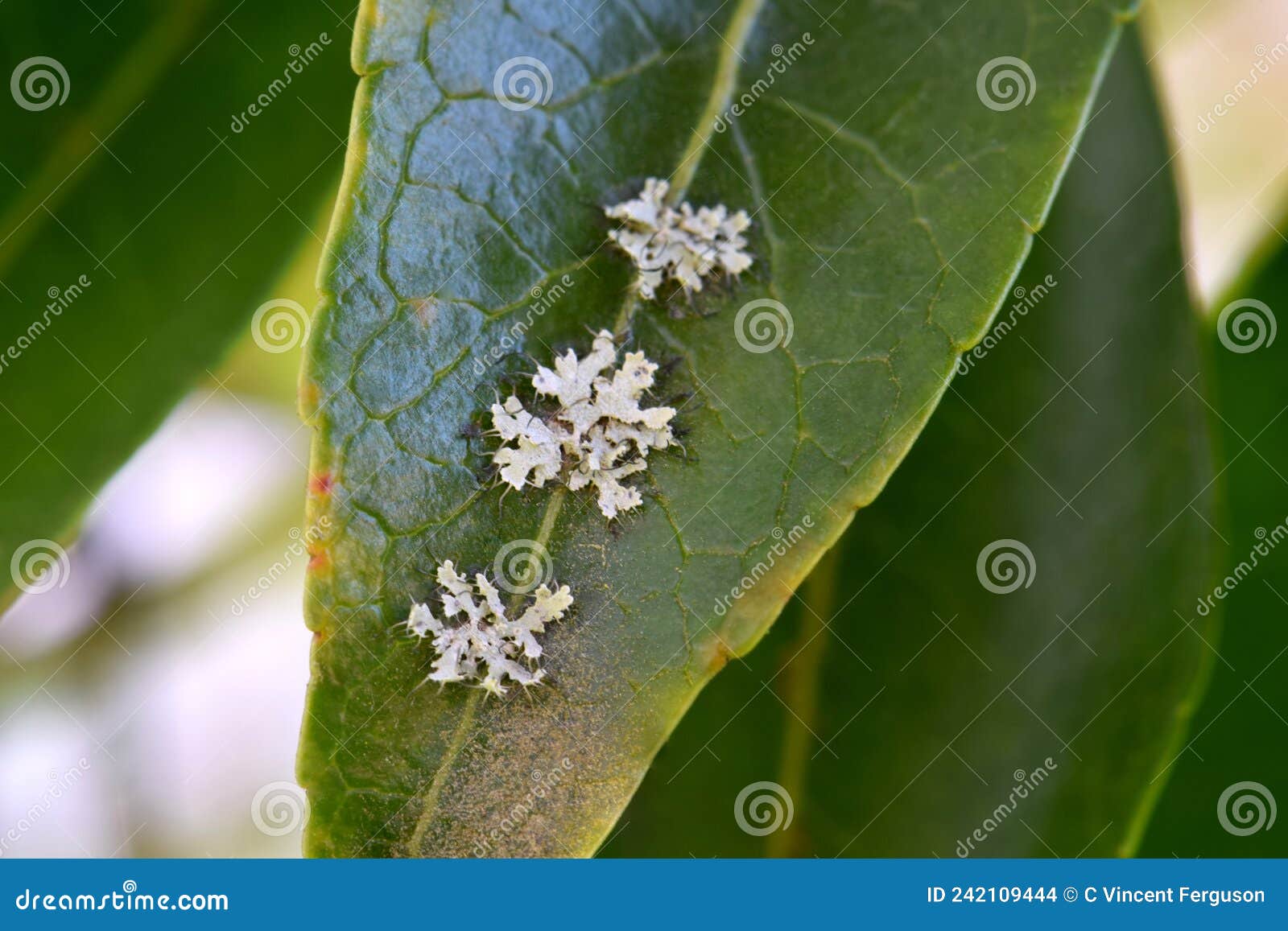 Green Lichen Trio Andromeda Leaf 02 Stock Photo - Image of sprouts ...