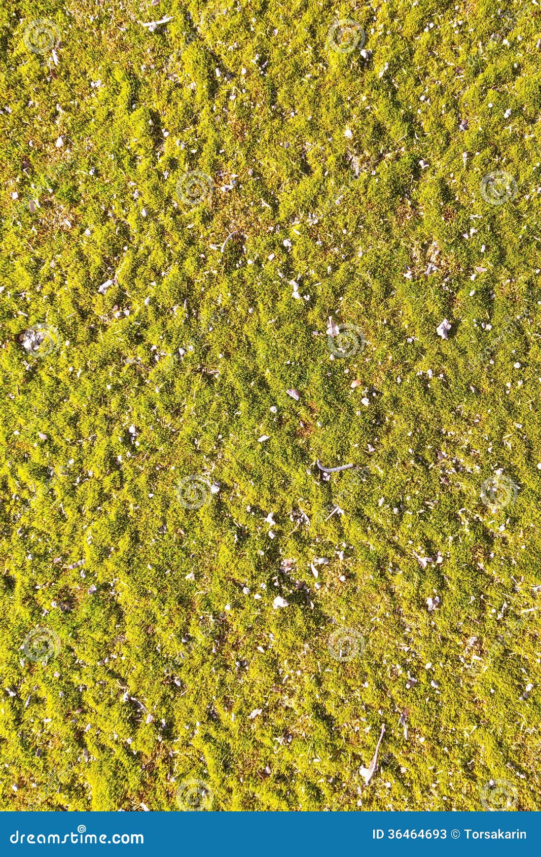 Green lichen stock image. Image of growth, abstract, detail - 36464693
