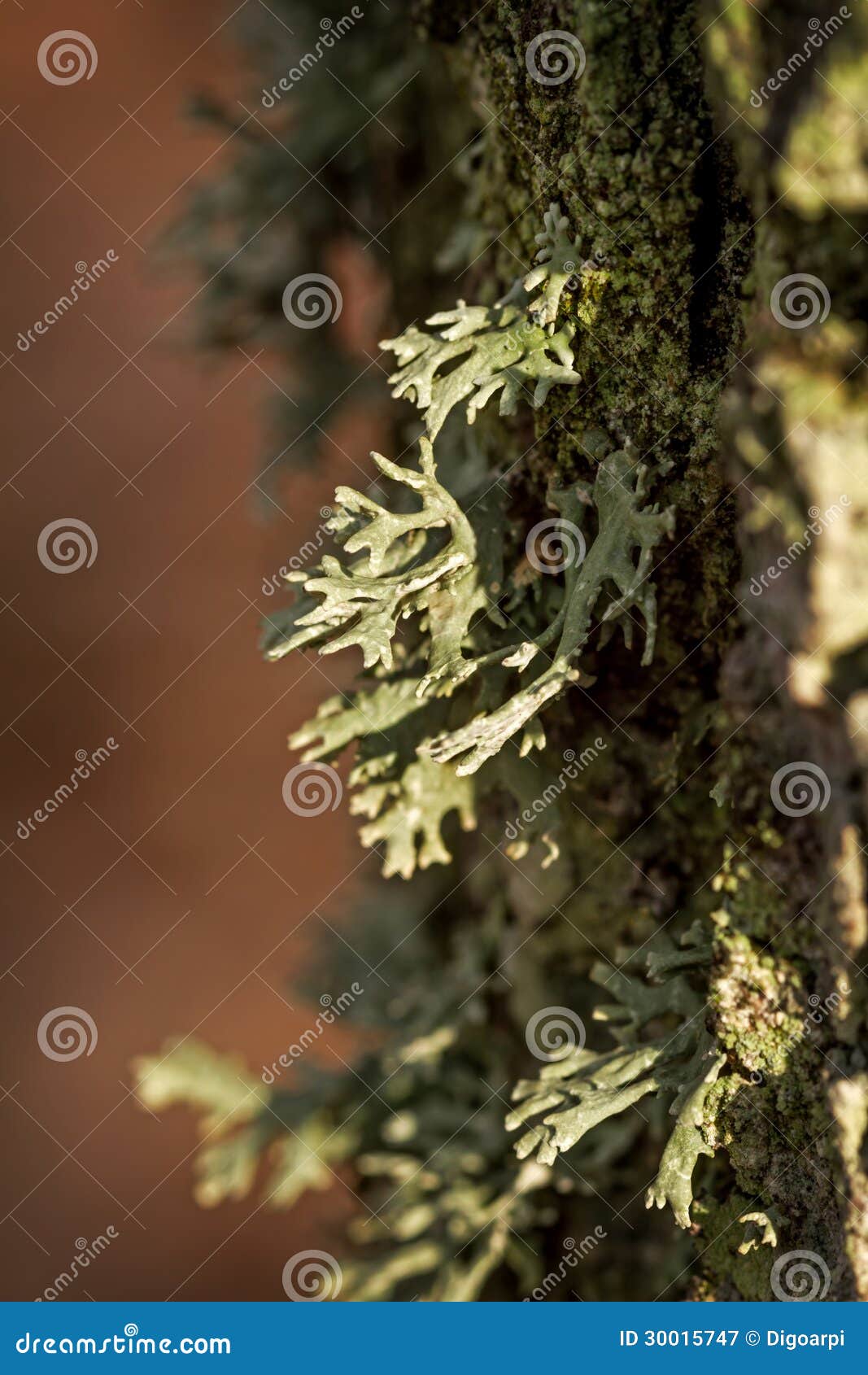Green lichen stock image. Image of botany, fungus, moss - 30015747