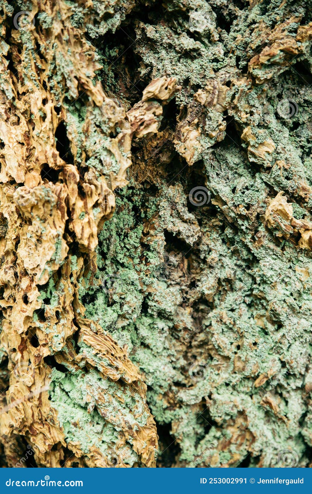 Green Lichen on Rough Bark Texture Stock Image - Image of growing ...