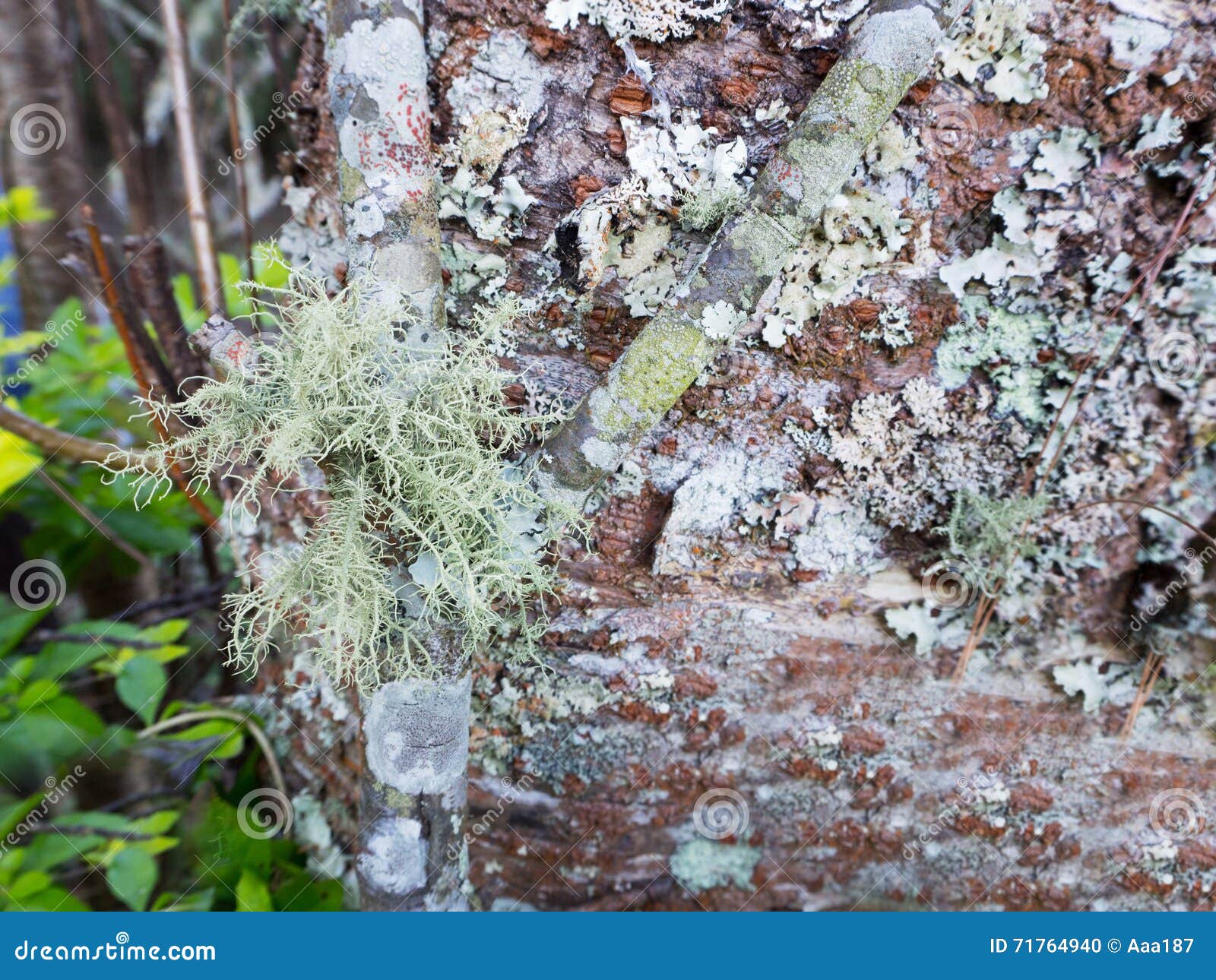 Green lichen on tree stock photo. Image of wildlife, water - 71764940