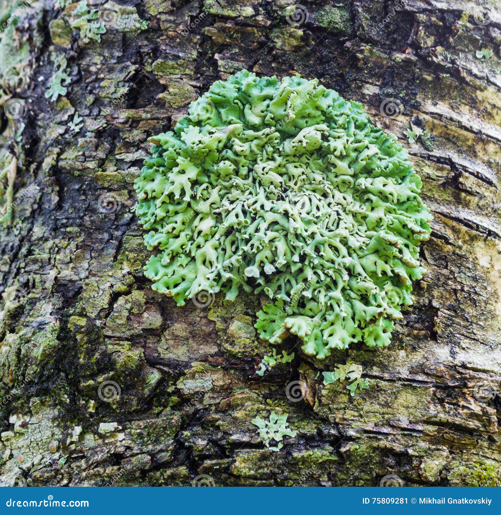 Green Lichen on a Tree Trunk Stock Image - Image of fungus, closeup ...