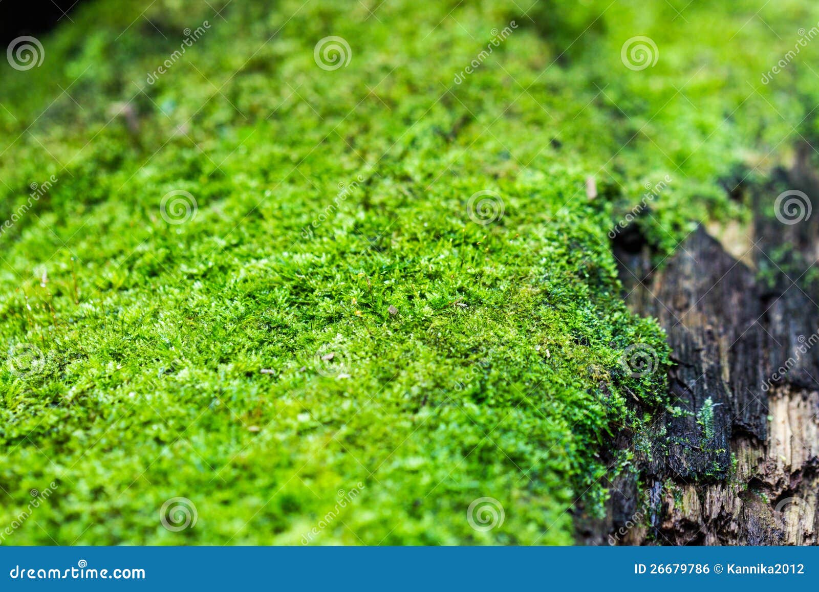 Green lichens stock photo. Image of fall, haploid, natural - 26679786