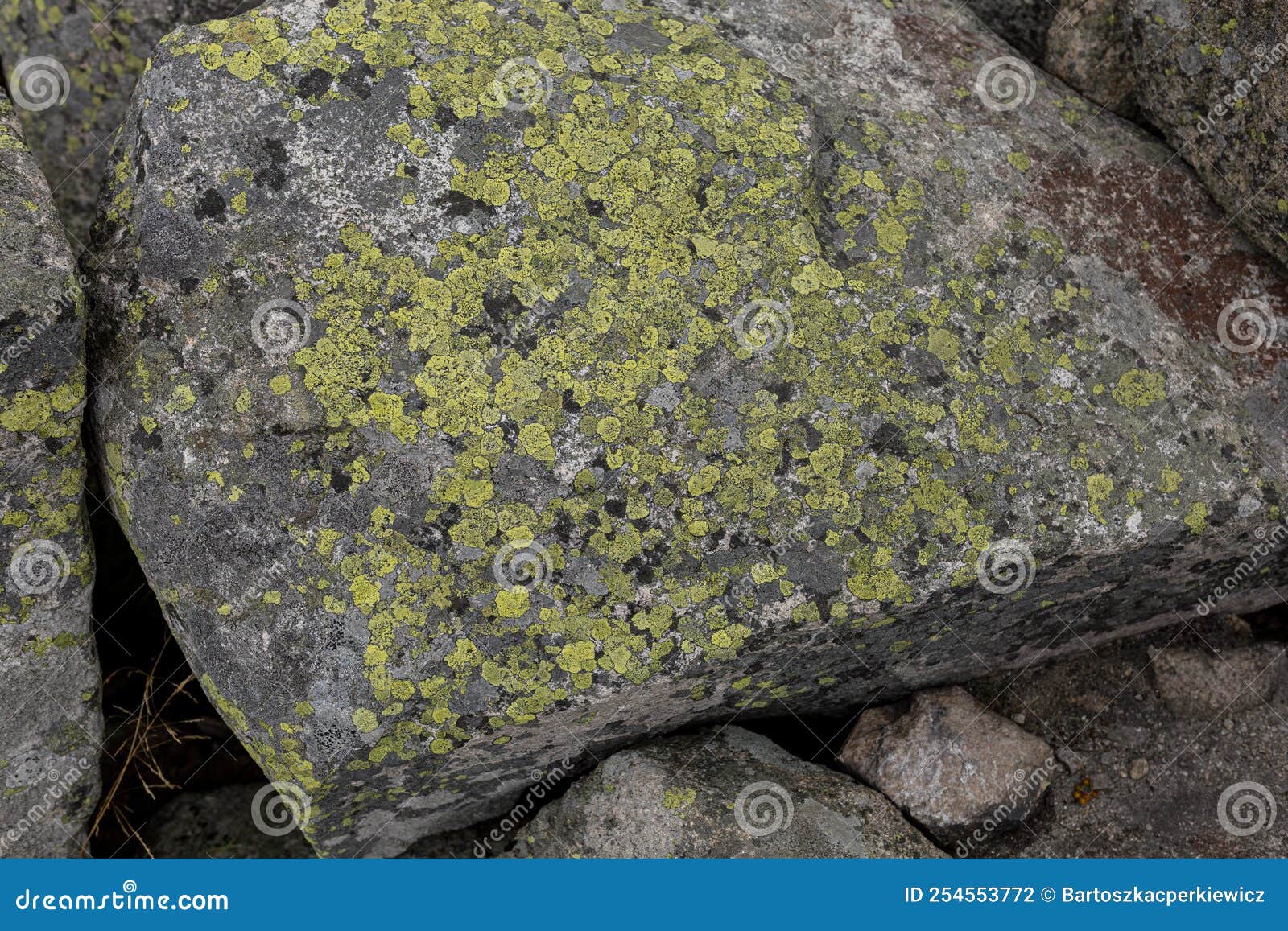 Green Lichens Growing on a Rock Stock Photo - Image of flora, mountains ...