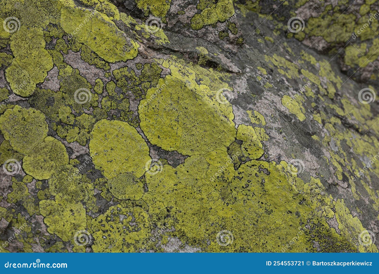 Green Lichens Growing on a Rock in the Mountains Stock Image - Image of ...