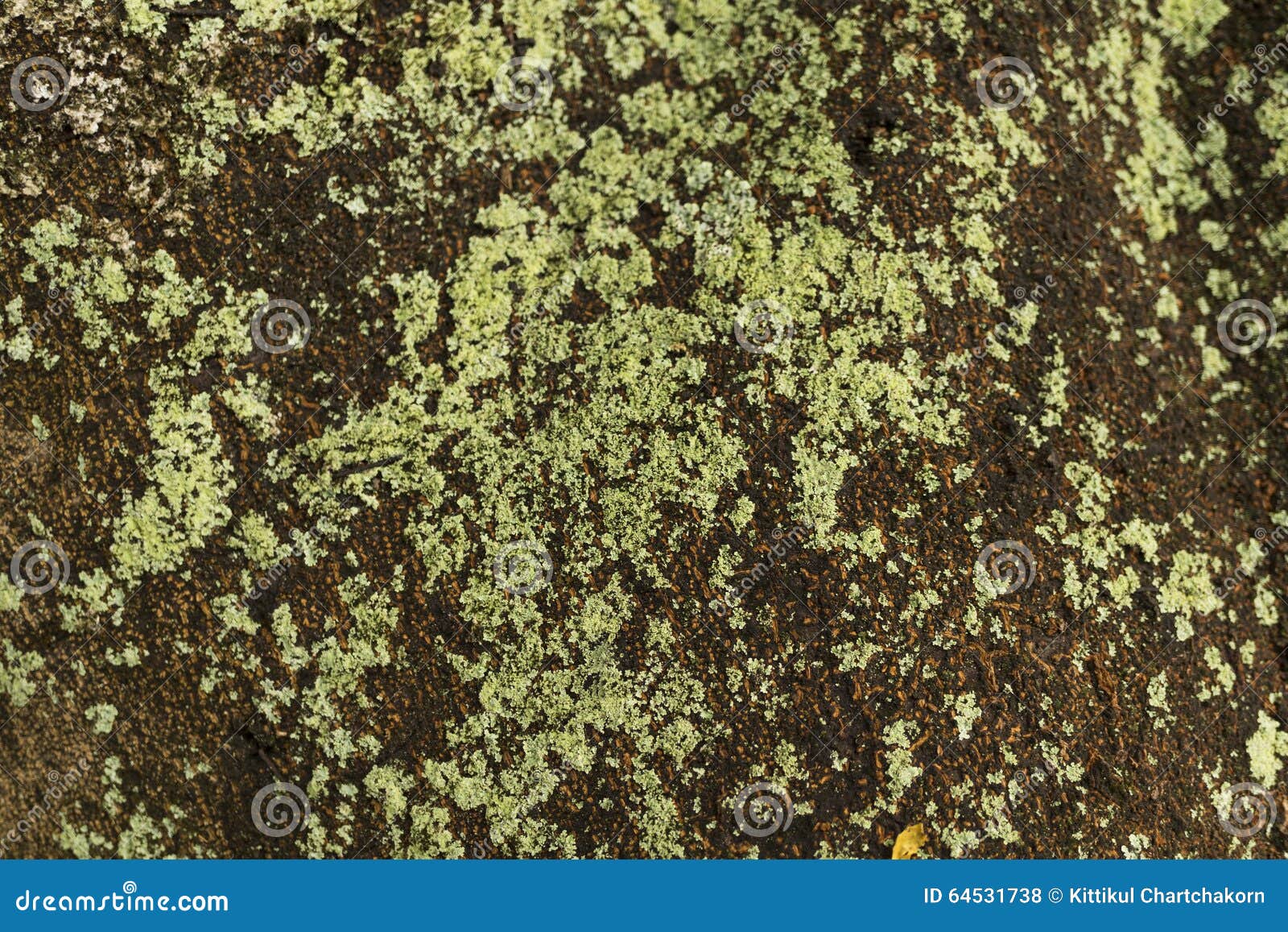 Green lichens on the tree stock photo. Image of brown - 64531738