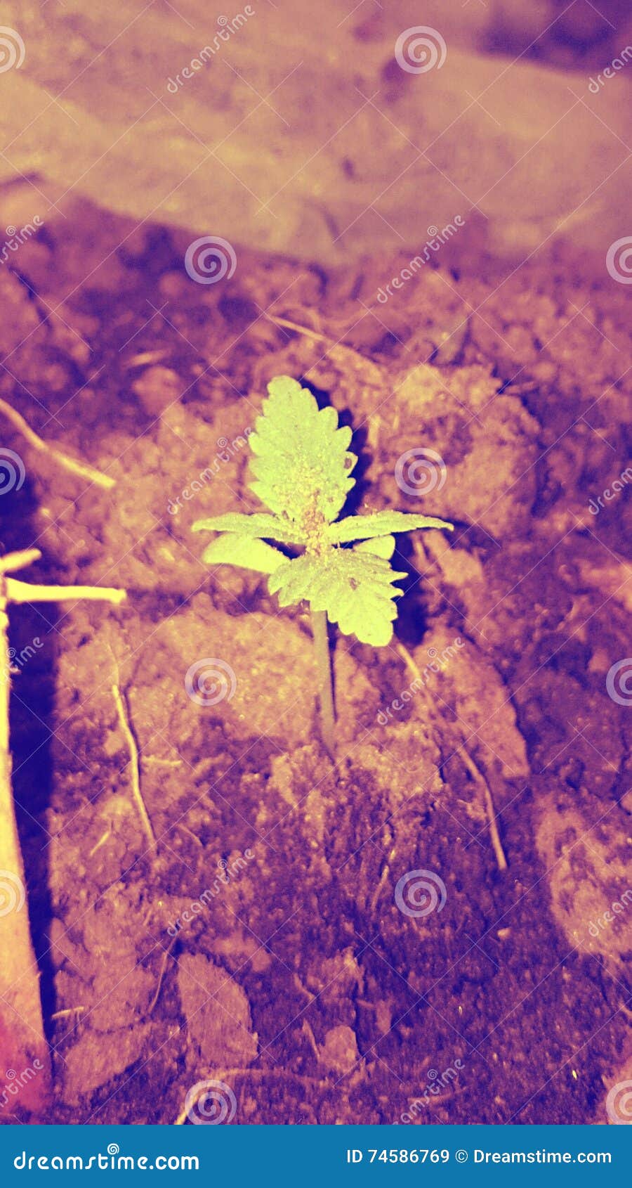 Green life stock image. Image of life, plant, helps, green - 74586769