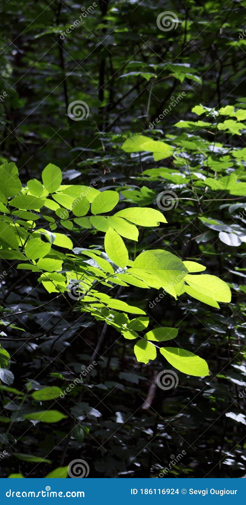 Green light forest stock photo. Image of beauty, nature - 186116924