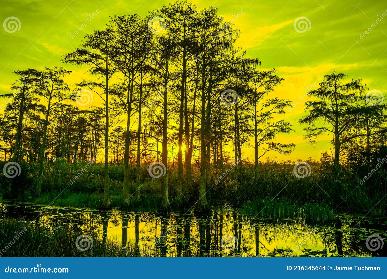 Green Light at Swamp Sunset Stock Photo - Image of reed, mississippi ...
