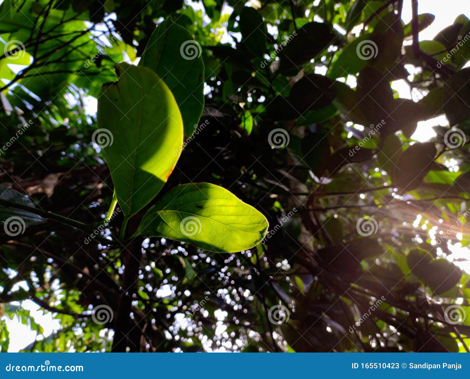 Green lighted leaf stock image. Image of natural, macro - 165510423