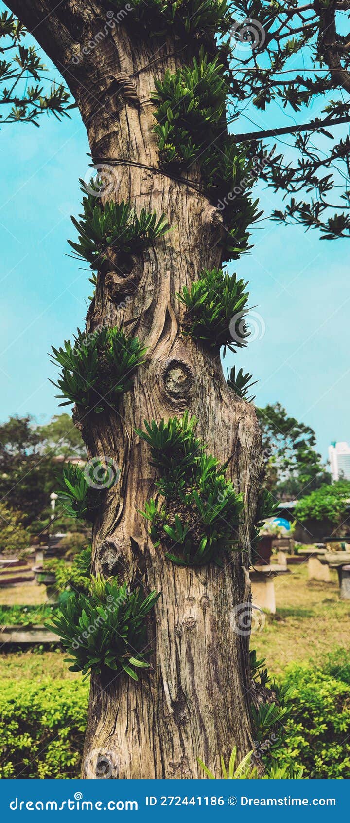 Fascinating Tree in the Garden Stock Photo - Image of lights, blue ...
