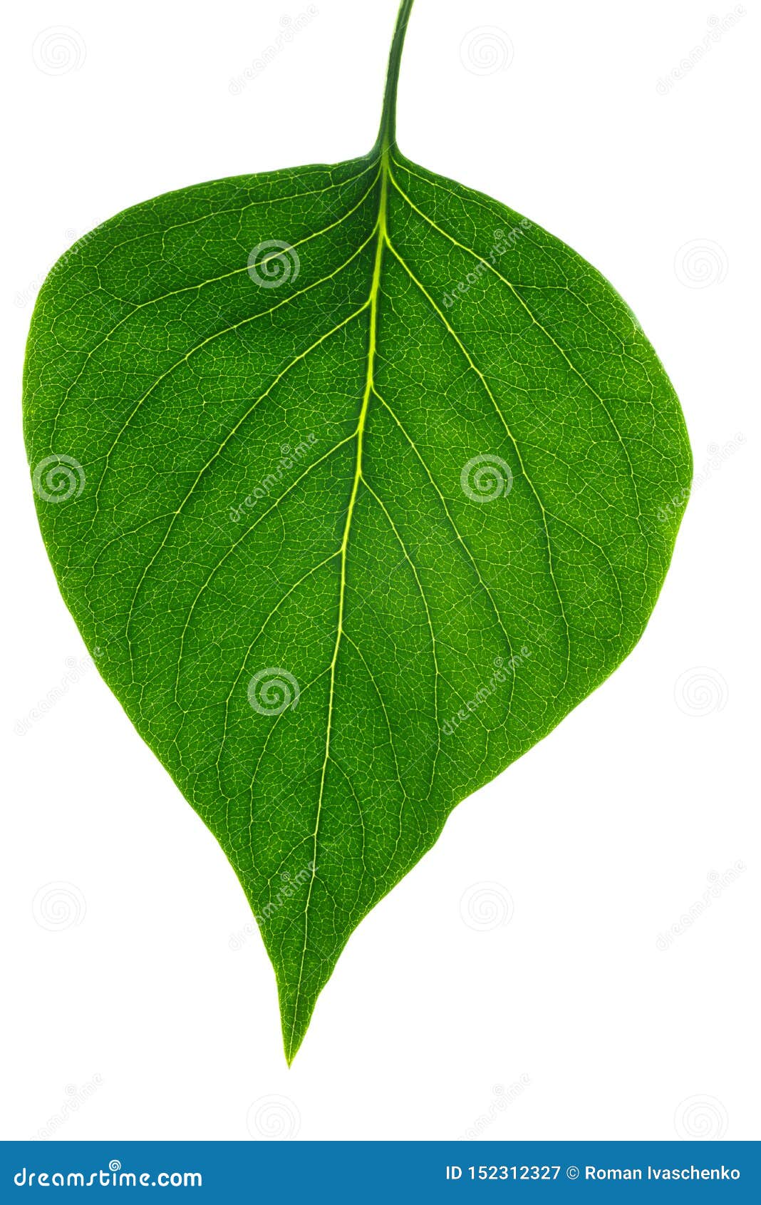 Green Lilac Leaf Pattern Stock Image | CartoonDealer.com #41236801