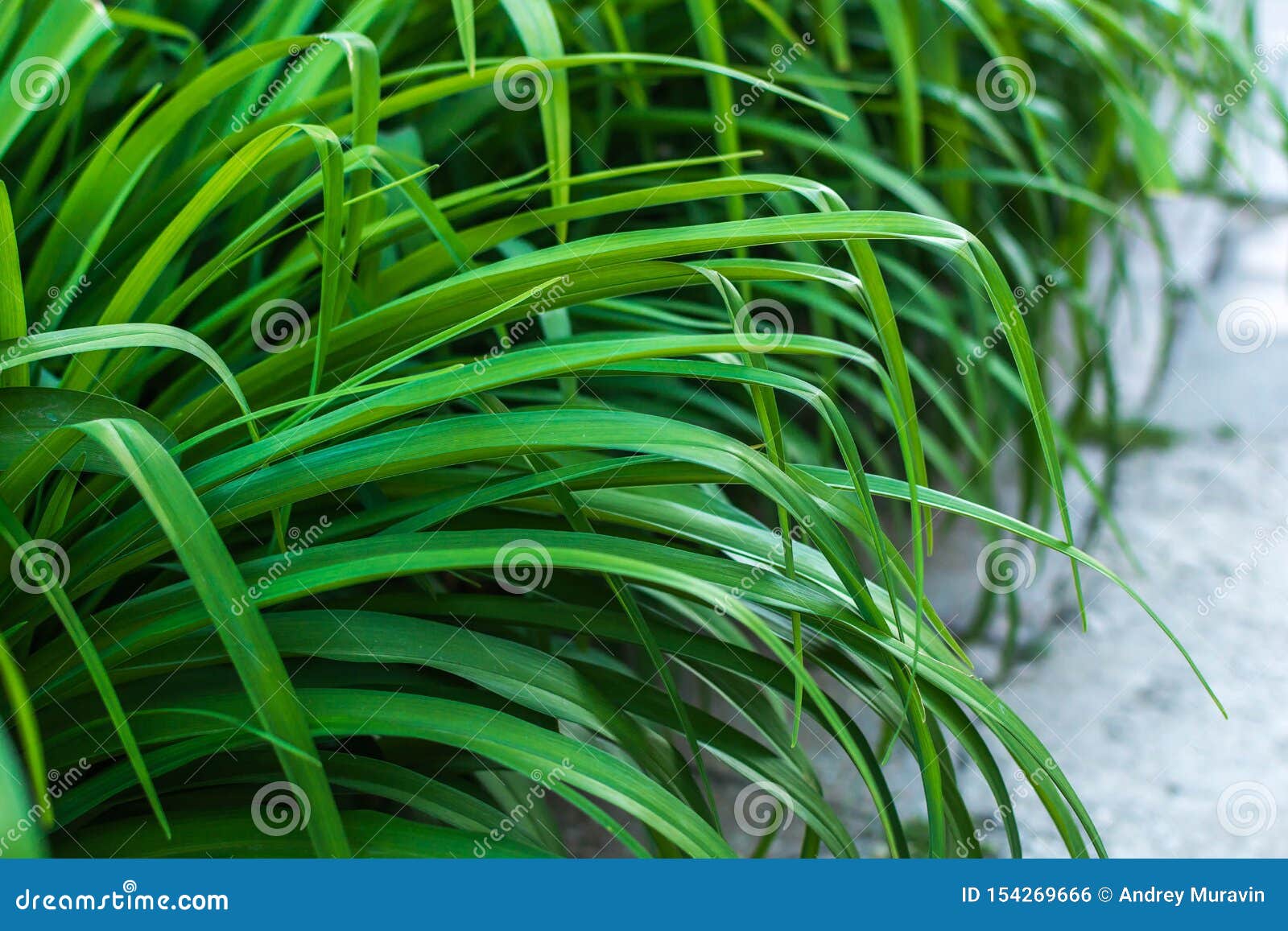 Green Lily Leaves stock photo. Image of easter, closeup - 154269666