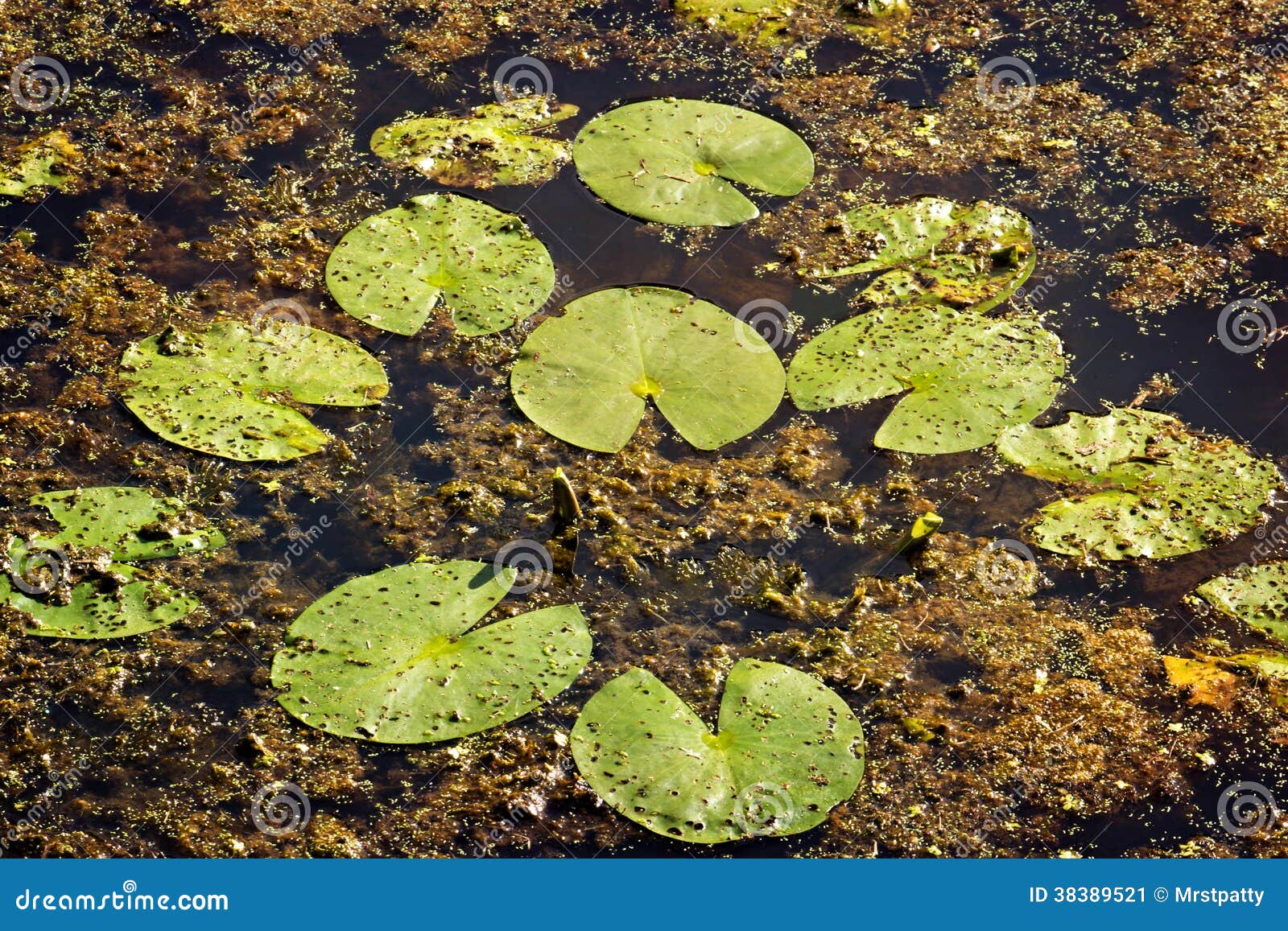 Green lily pads on pond stock image. Image of lilly, fall - 38389521