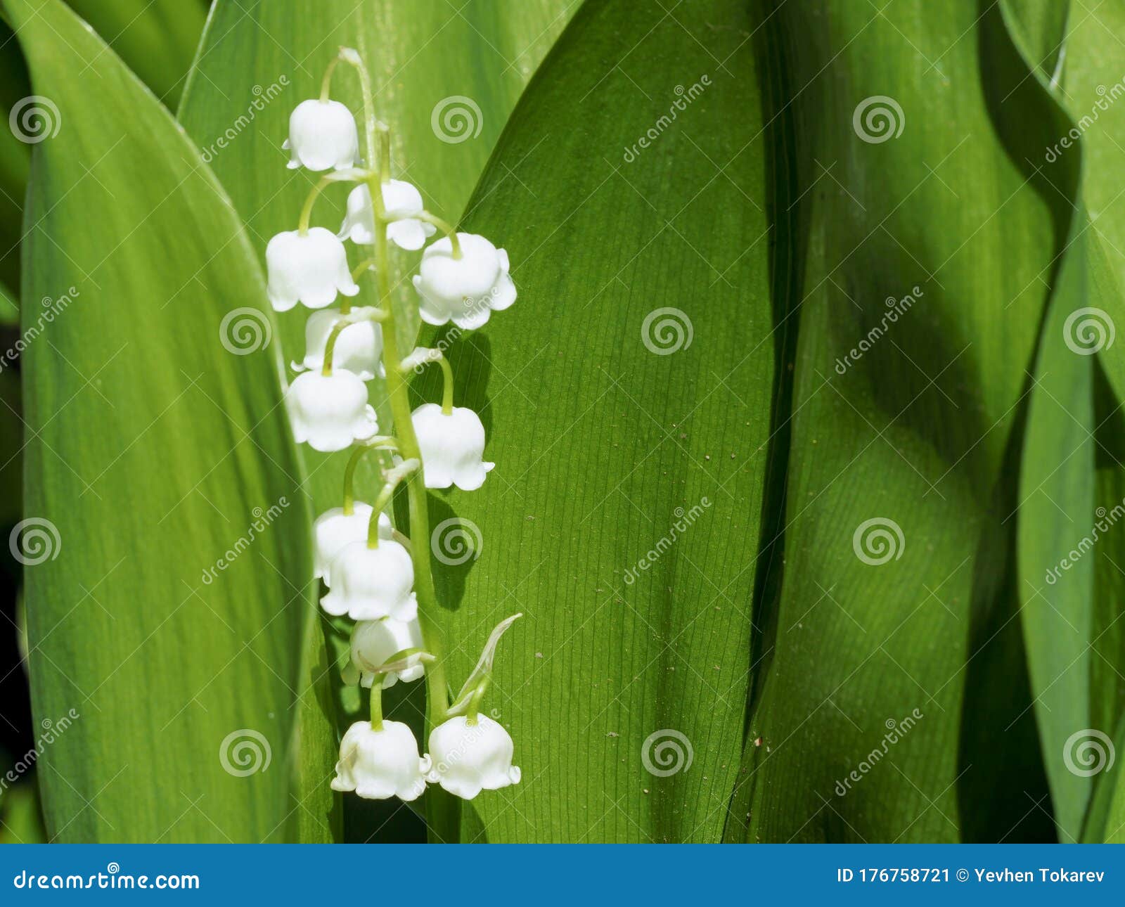 Green Lily of the Valley in the Spring Garden Stock Image - Image of ...