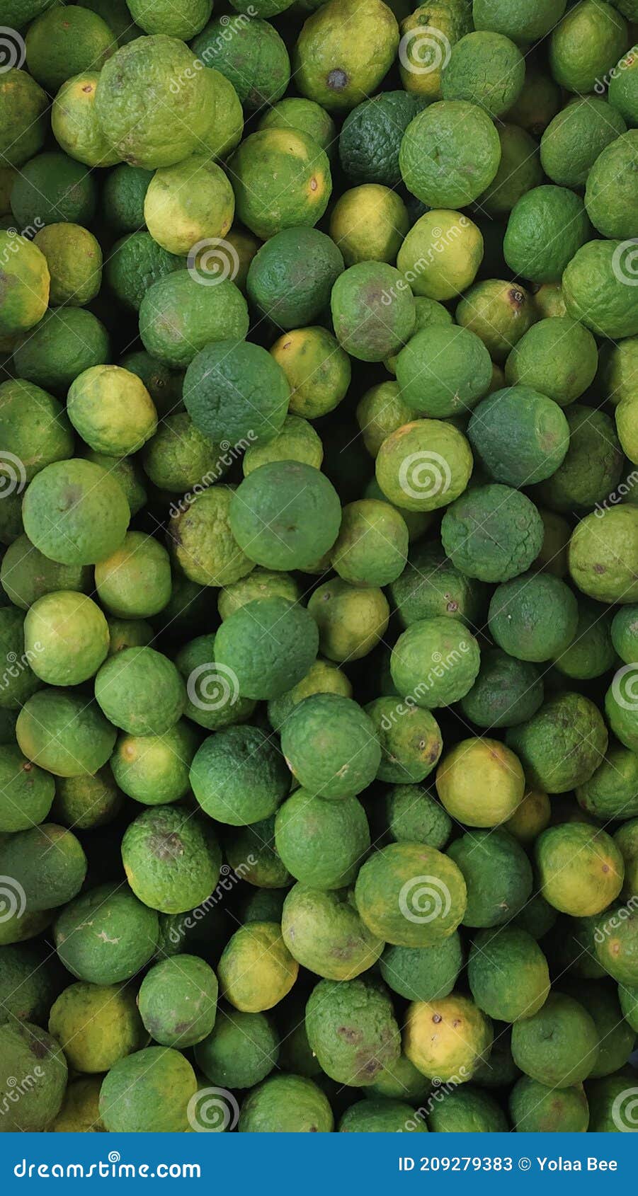 Green Lime at Grocery Store Stock Image - Image of limes, fruits: 209279383