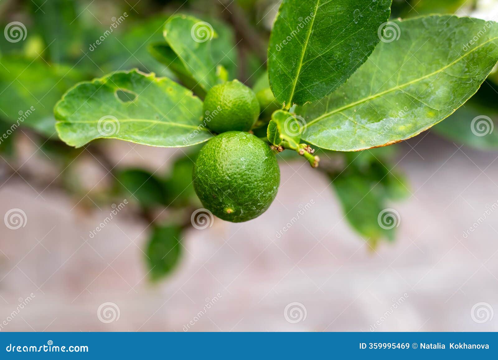 Green Lime Grows on a Tree Branch in Tropical Asia Stock Image - Image ...