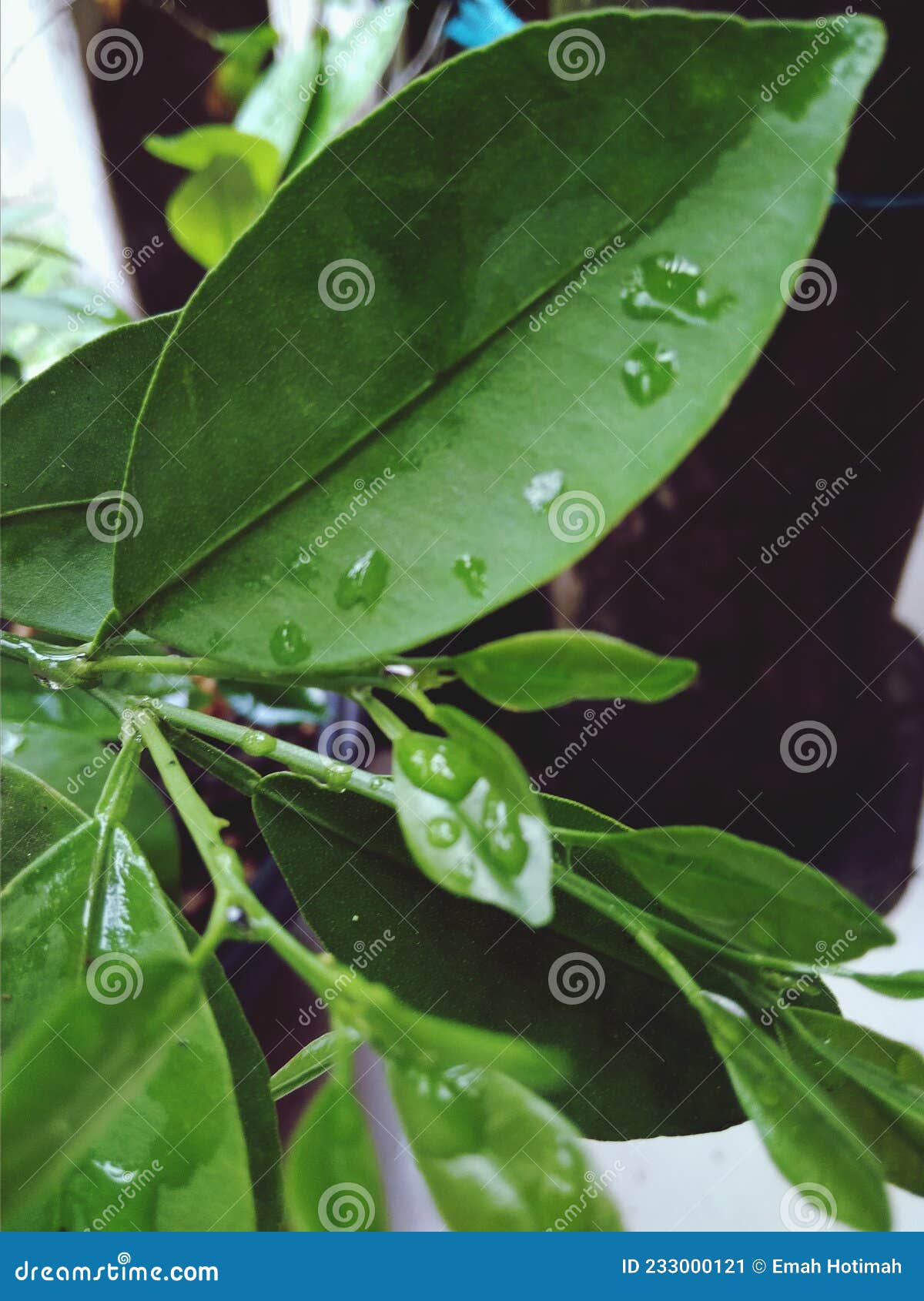Green Lime Leaves Exposed To Rain. Stock Image - Image of affected ...