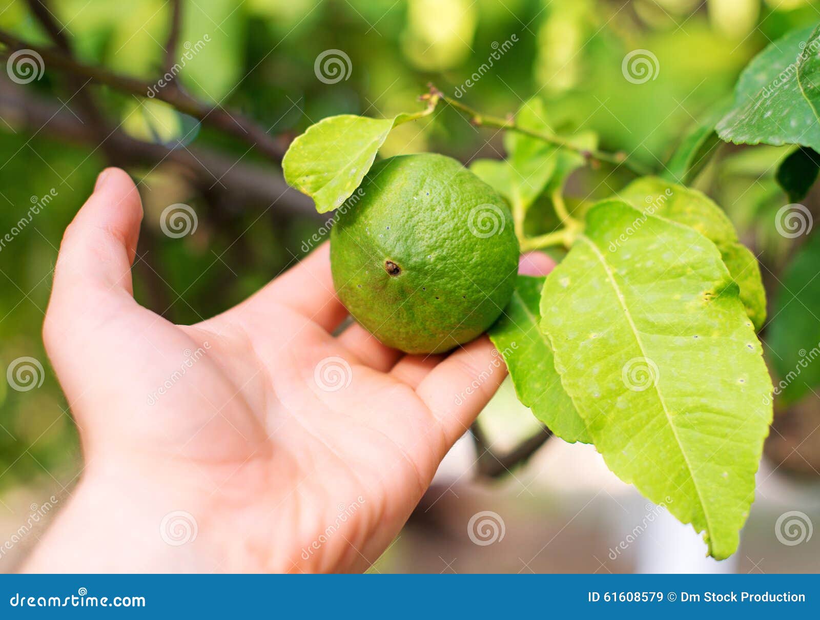 Human Hand Holding Green Lime Stock Images - Download 127 Royalty Free ...