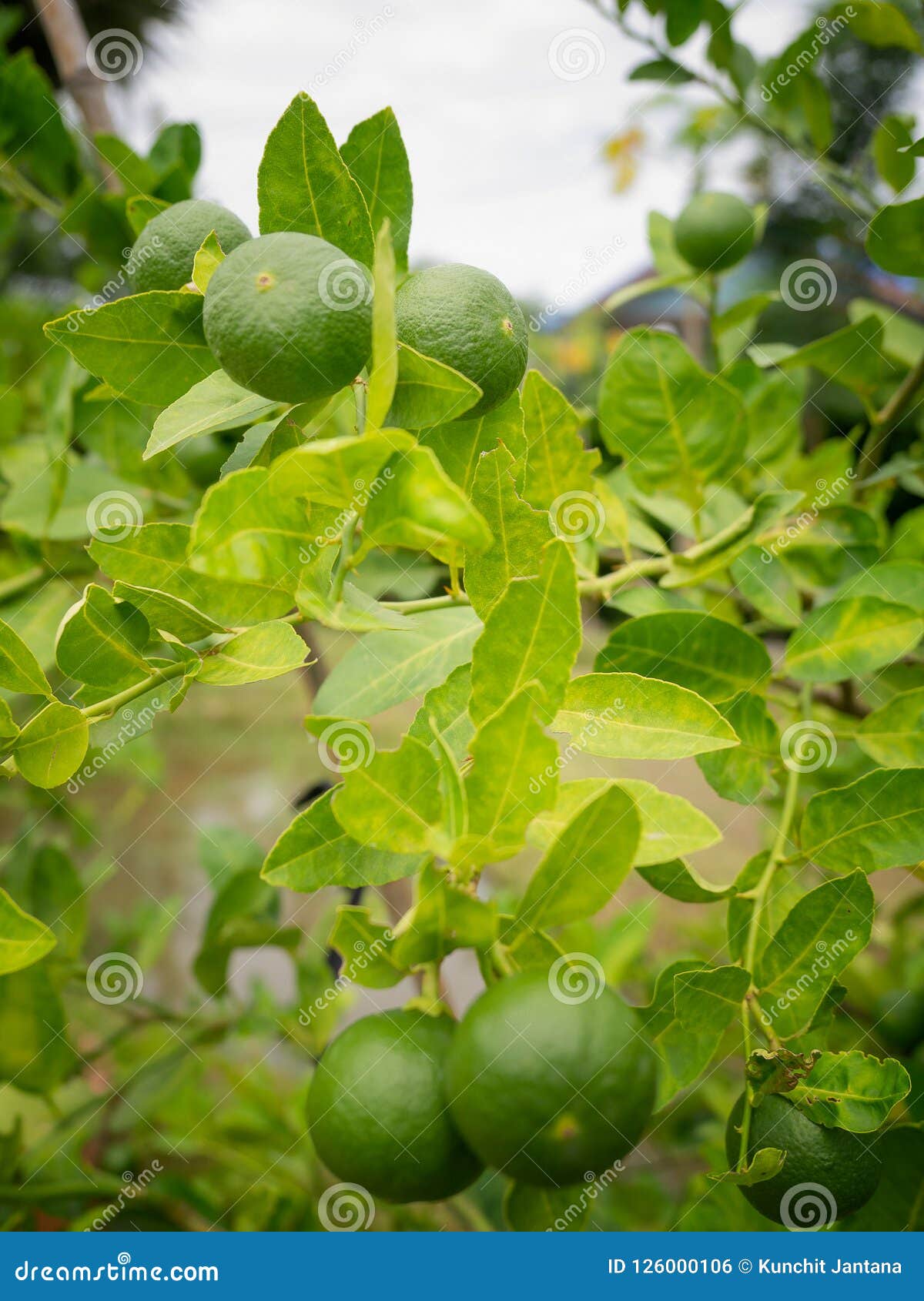 Green Lime on the Tree Background. Stock Photo - Image of color ...