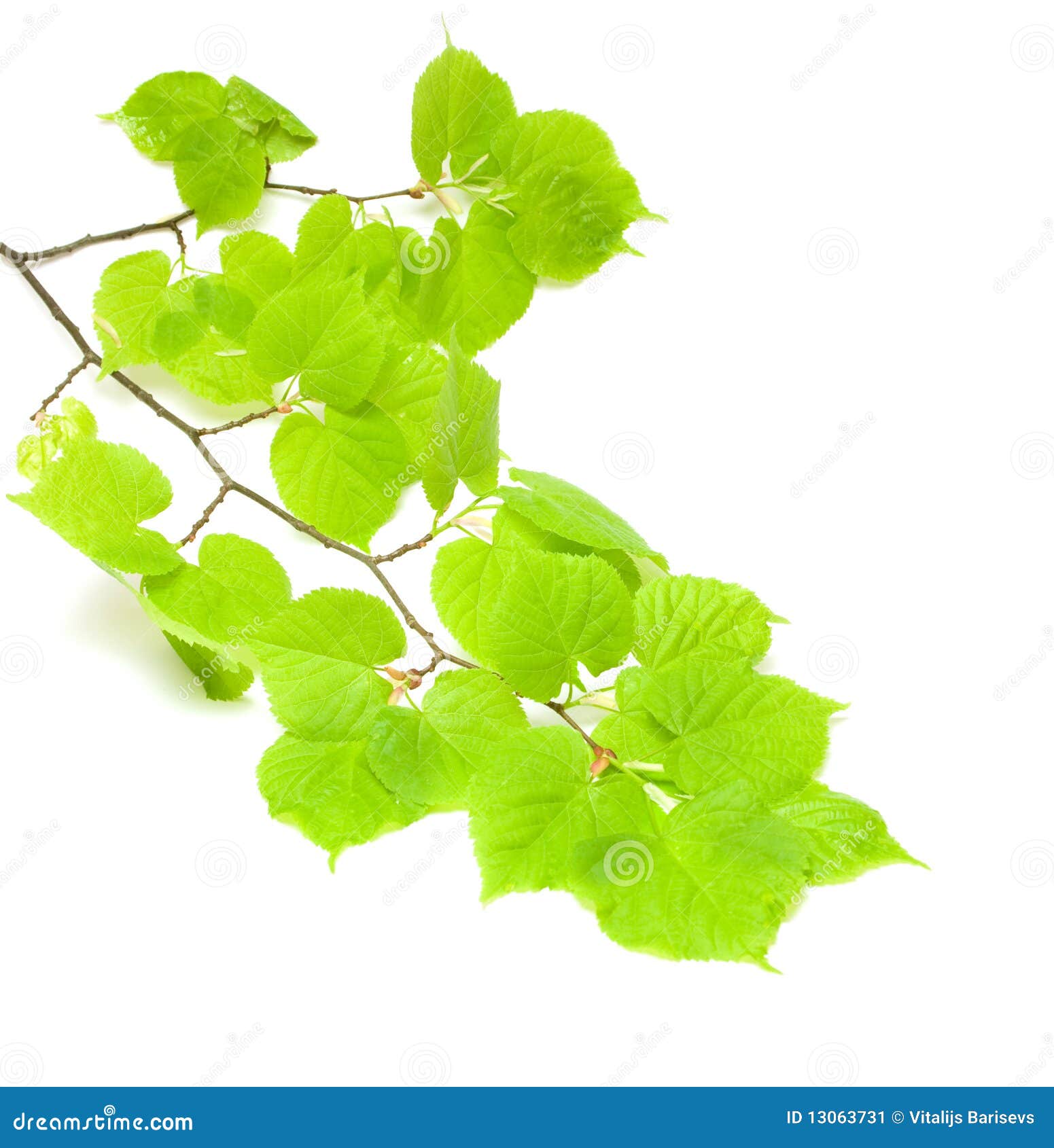 Green lime tree branch stock image. Image of growth, white - 13063731