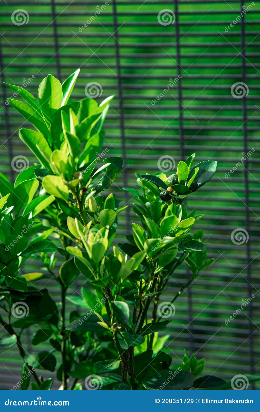 Green Lime Tree Growing with Lime during Morning Sunrise Stock Image ...