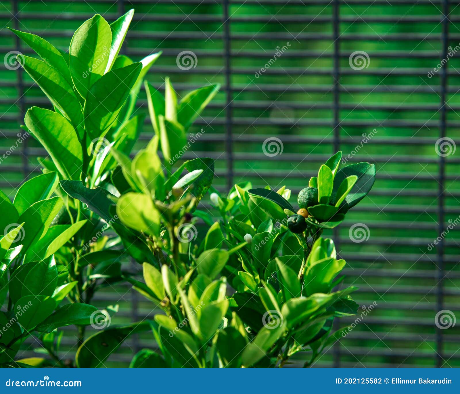 Green Lime Tree Growing with Lime during Morning Sunrise Stock Photo ...