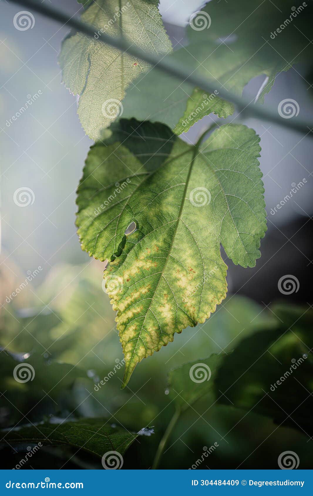 Green Lime Tree Leaf. Backgrounds and Textures Stock Image - Image of ...