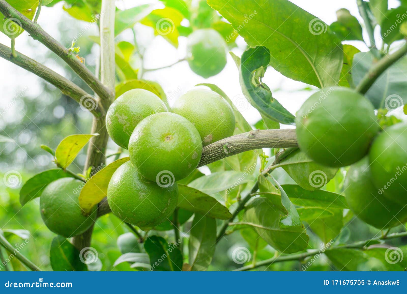 Green Lime on Tree in Organic Plantation Stock Image - Image of growing ...