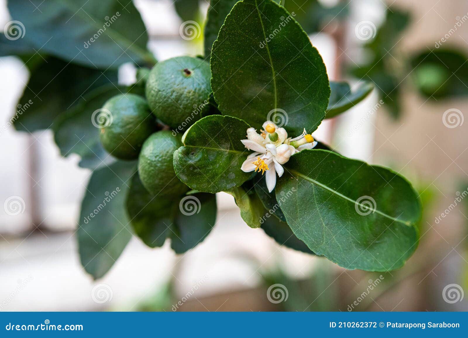 Green Lime Tree Sour Lemon in the Garden. Thailand Stock Photo - Image ...