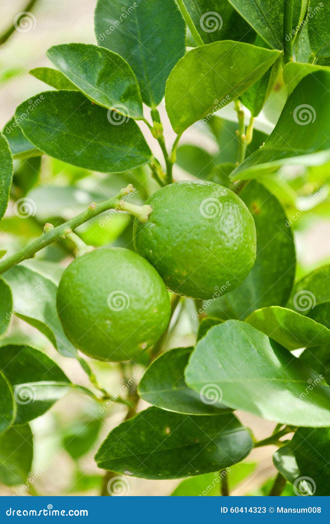 Green lime stock image. Image of fruit, organic, agriculture - 60414323